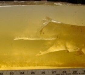 Ballistic gelatin tests of wide variety of ammunition | thefirearmblog.com