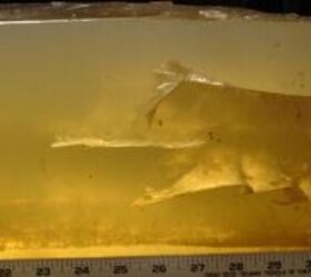 Ballistic gelatin tests of wide variety of ammunition | thefirearmblog.com