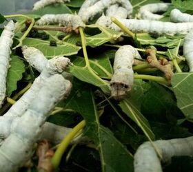 Army Wants Spider-Silk Infused Body Armor | thefirearmblog.com