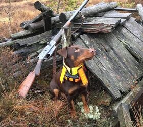 POTD: The FN Patent 1900 as a Hunting Rifle | thefirearmblog.com