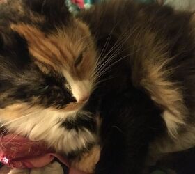 SILENCER SATURDAY #288: The YHM Fat Cat - Not Kitten Around Meow ...